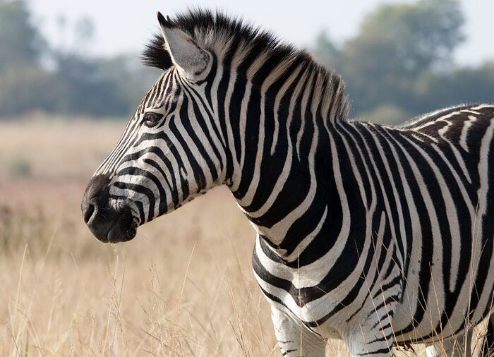 Investec prepares cap intro event | HedgeNews Africa